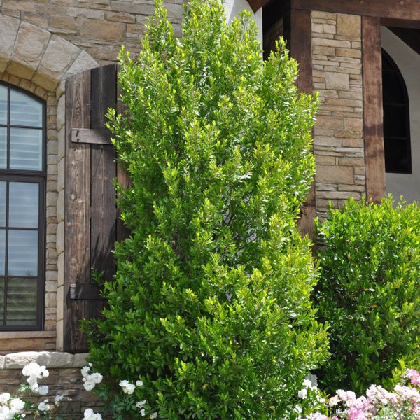 Carolina Cherry Compacta – Crown Valley Nursery