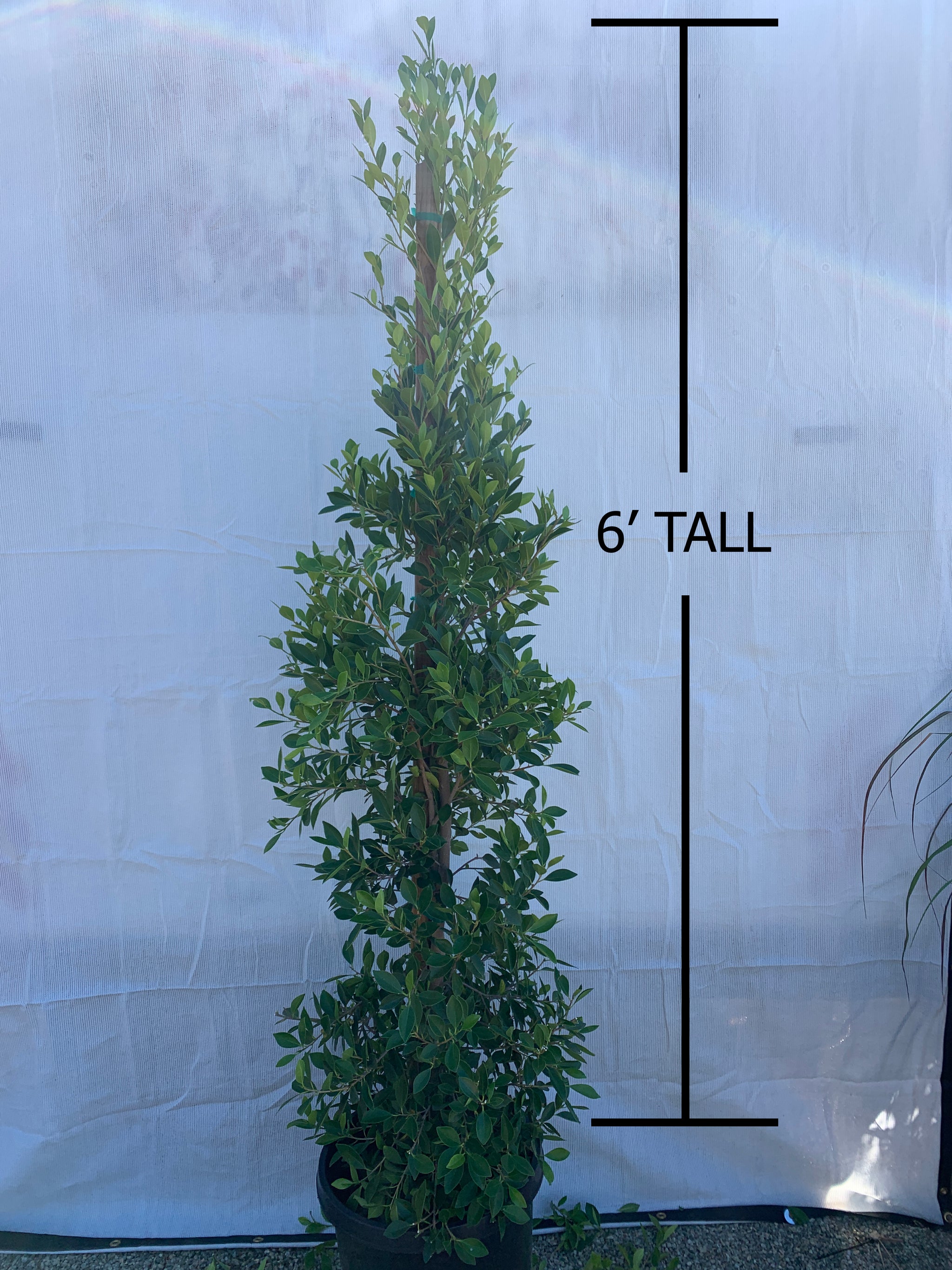 Indian Laurel Fig – Crown Valley Nursery