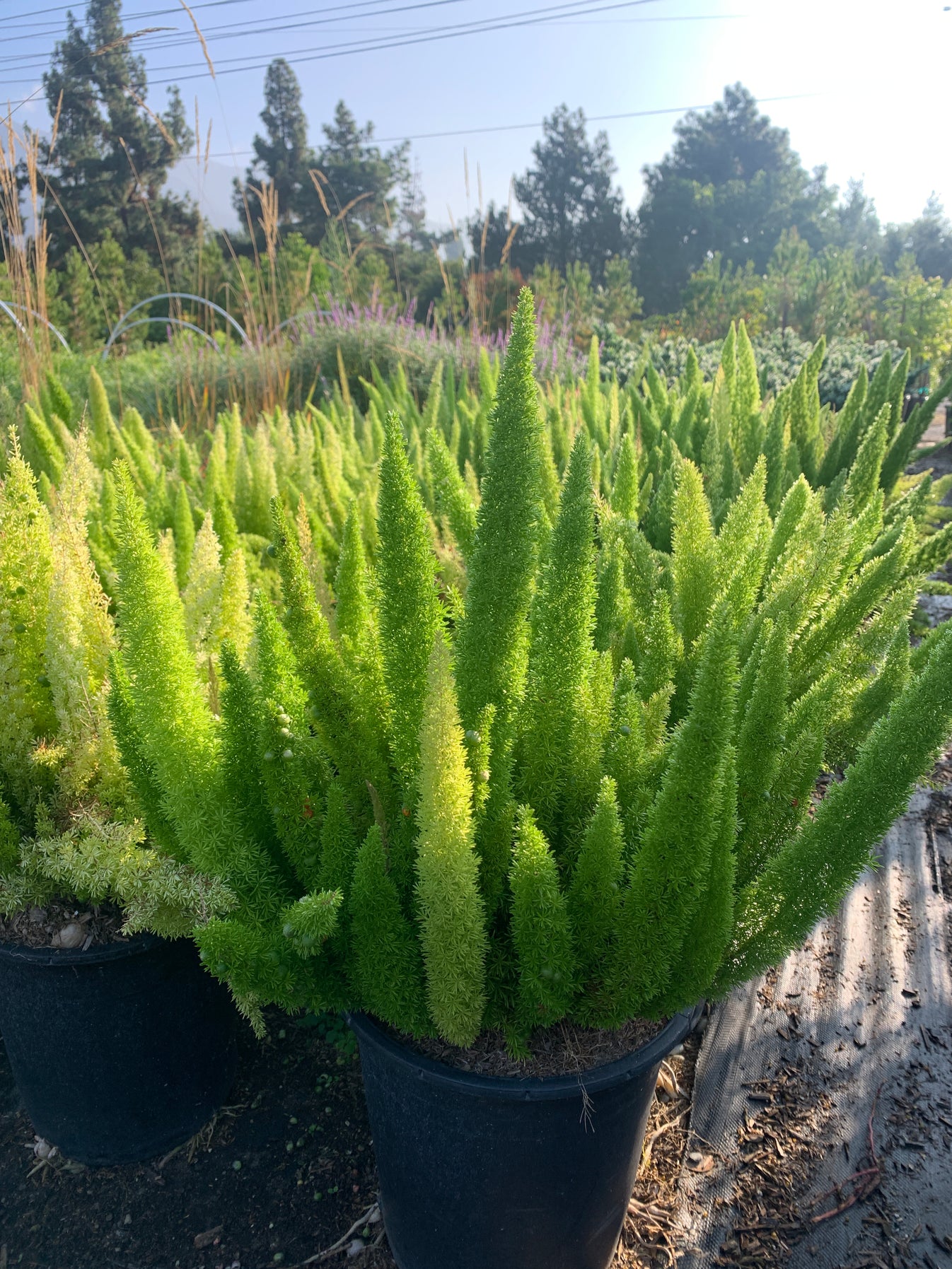Foxtail Fern – Crown Valley Nursery