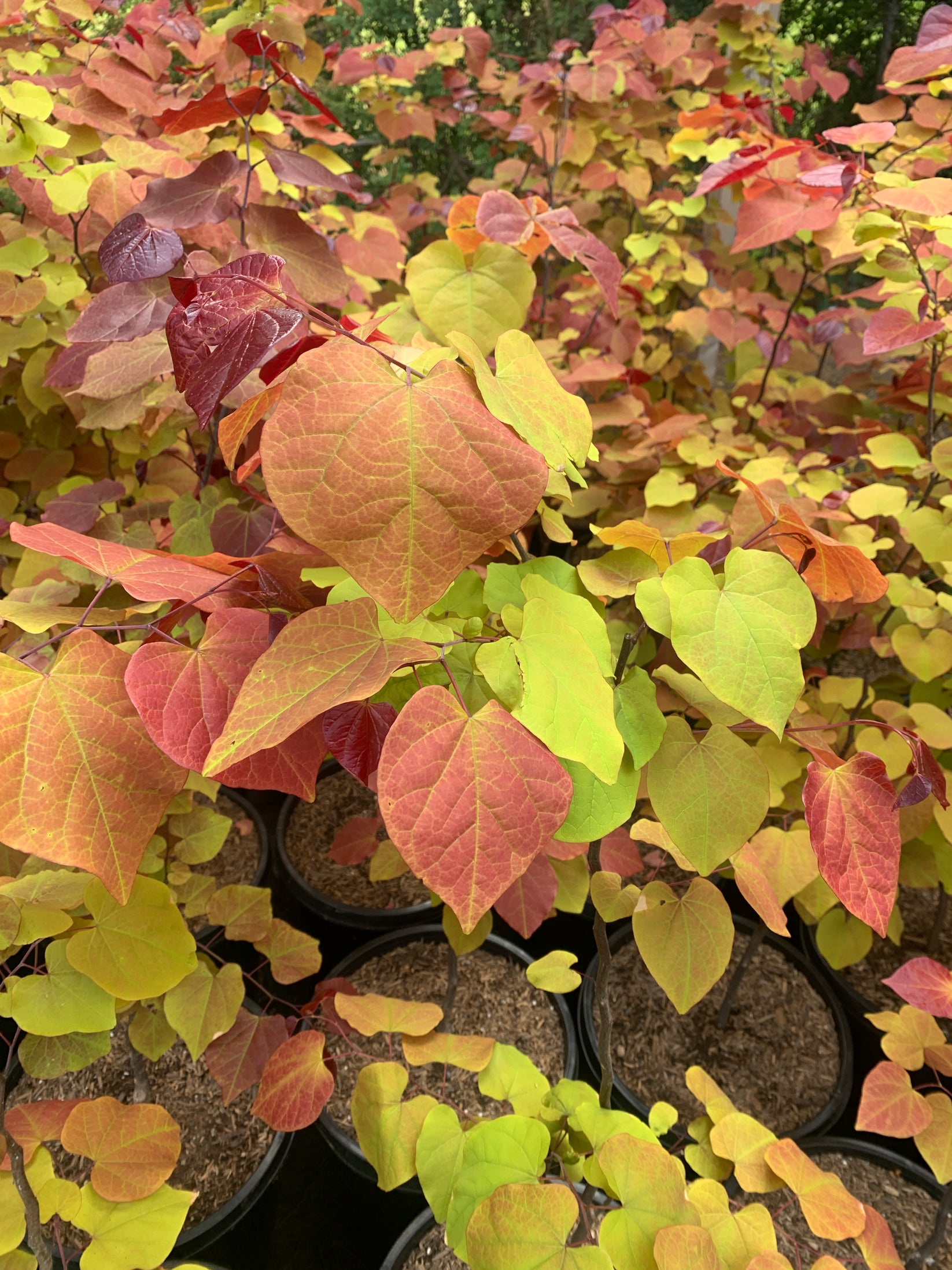 Flame Thrower® Redbud – Crown Valley Nursery
