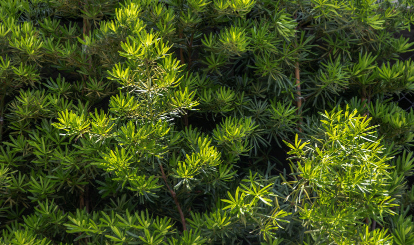 African Fern Pine – Crown Valley Nursery