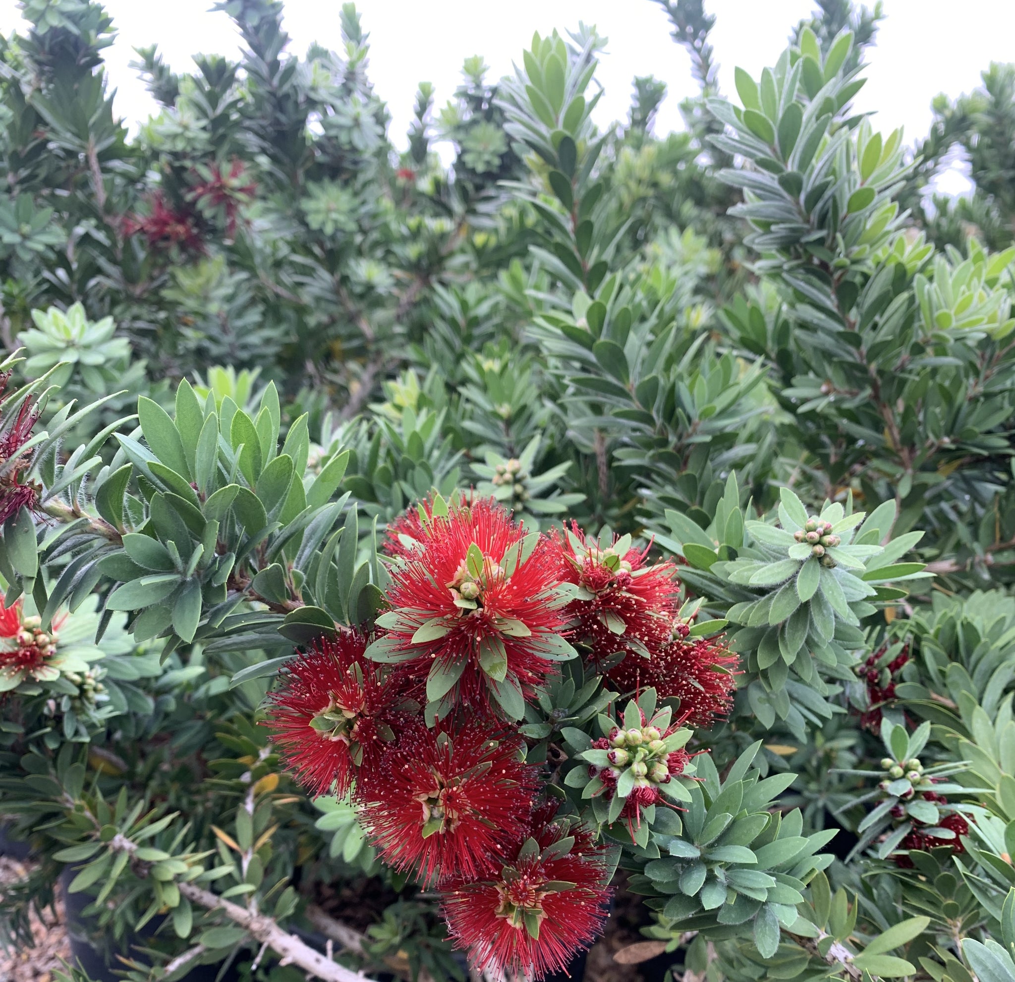 Better John Bottlebrush – Crown Valley Nursery